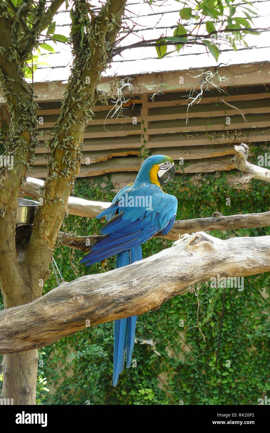 Parrot on a tree branch hi-res stock photography and images - Alamy