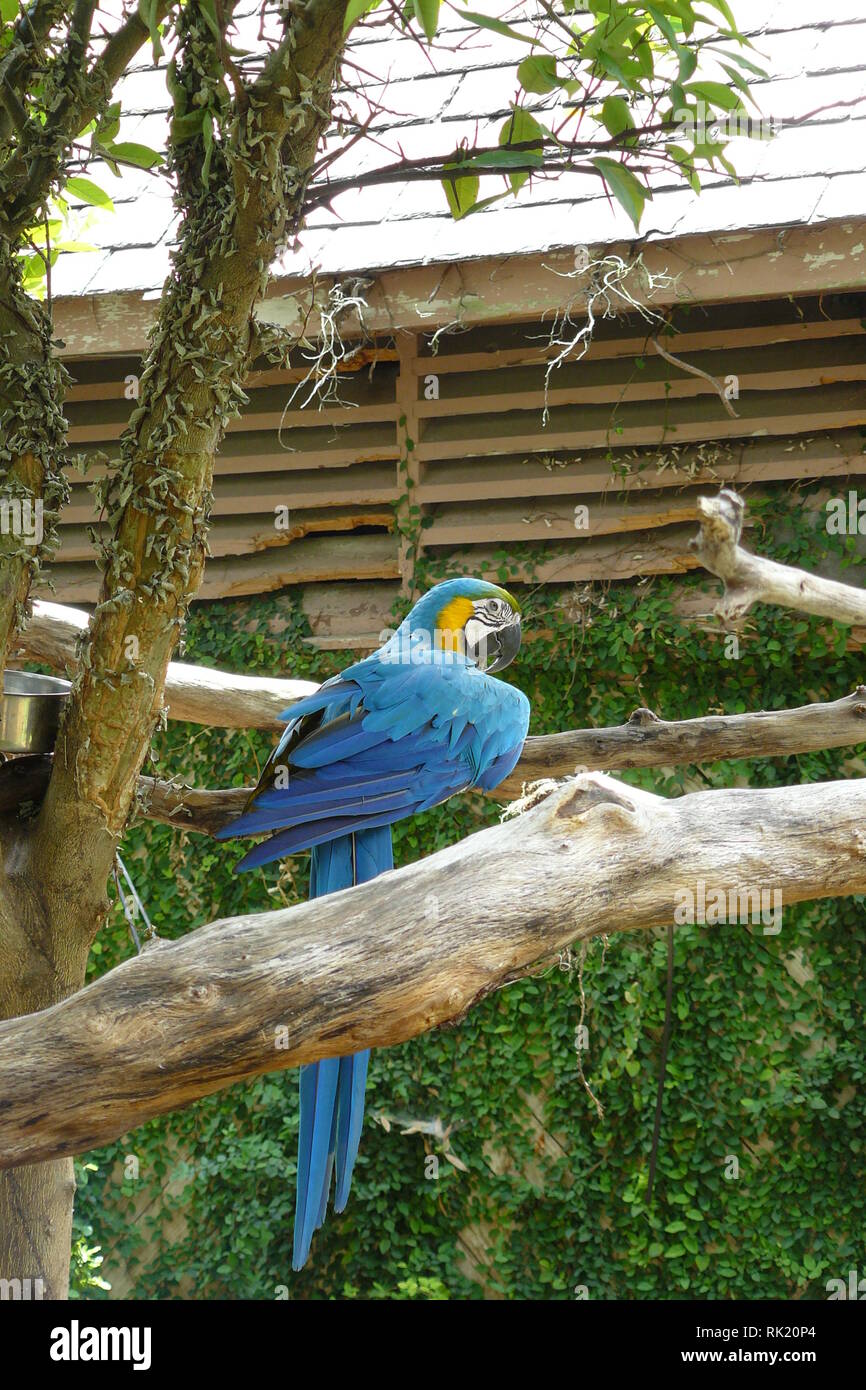 Parrot on a tree branch hi-res stock photography and images - Alamy