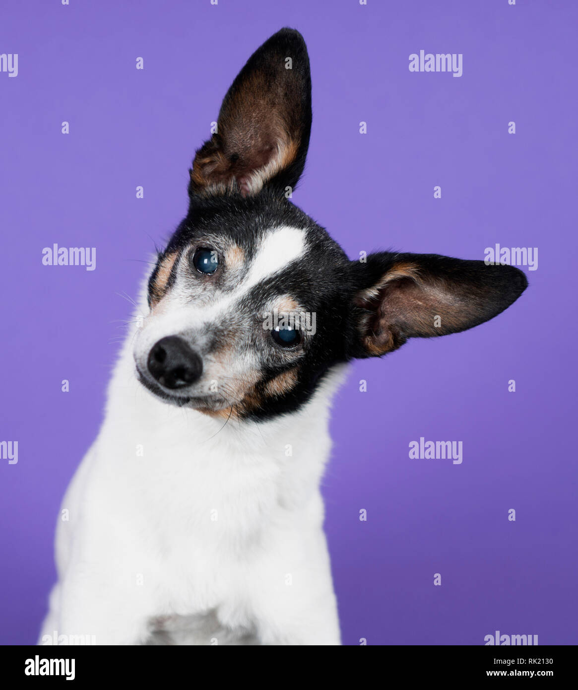 Eddy the Dog Stock Photo - Alamy