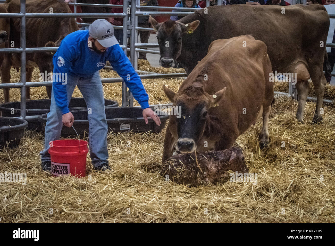 Pennsylvania farm show, Calving area featuring birth of newborn calf ...