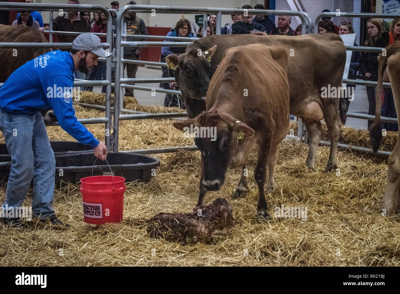Pennsylvania farm show, Calving area featuring birth of newborn calf ...
