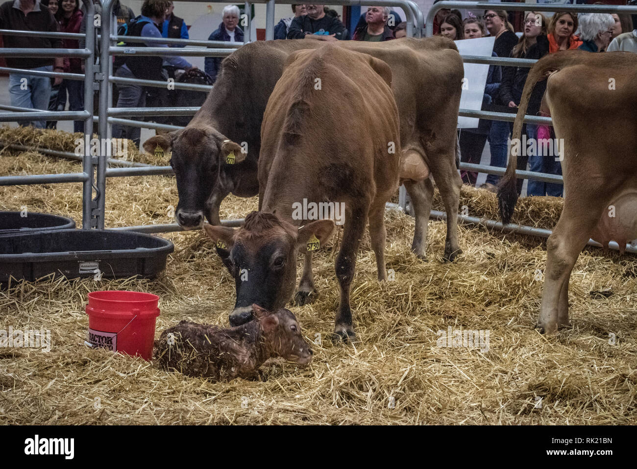 Pennsylvania farm show, Calving area featuring birth of newborn calf ...