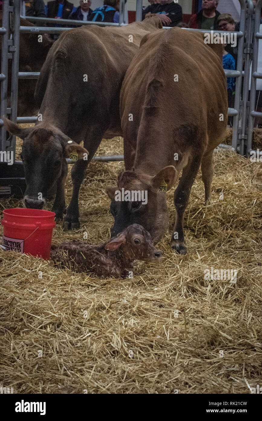 Pennsylvania farm show, Calving area featuring birth of newborn calf ...