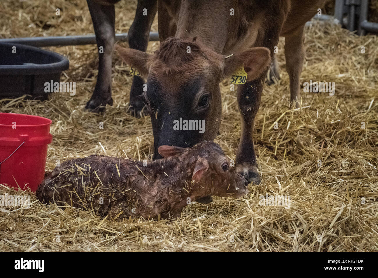 Pennsylvania farm show, Calving area featuring birth of newborn calf ...