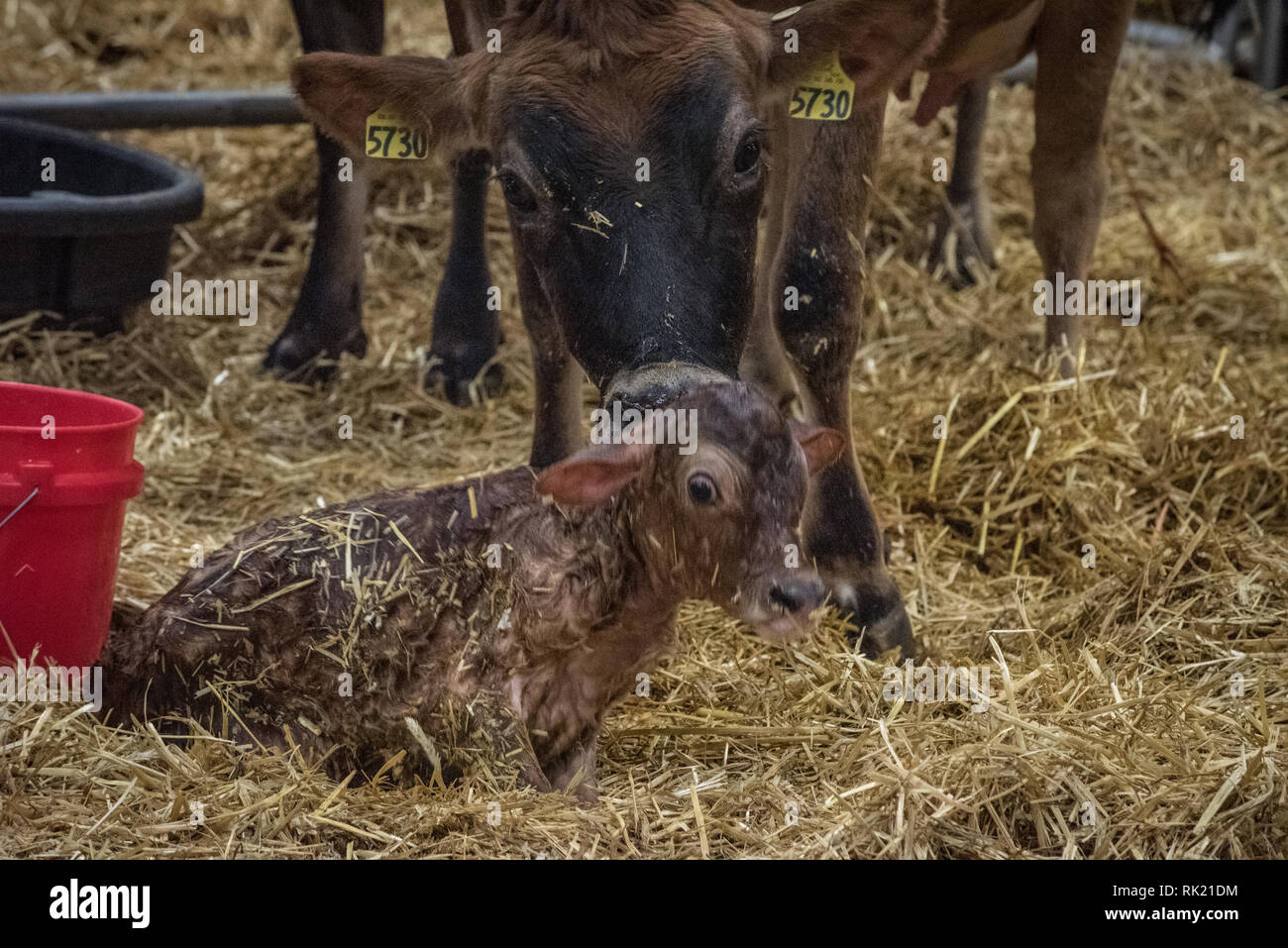 Pennsylvania farm show, Calving area featuring birth of newborn calf ...