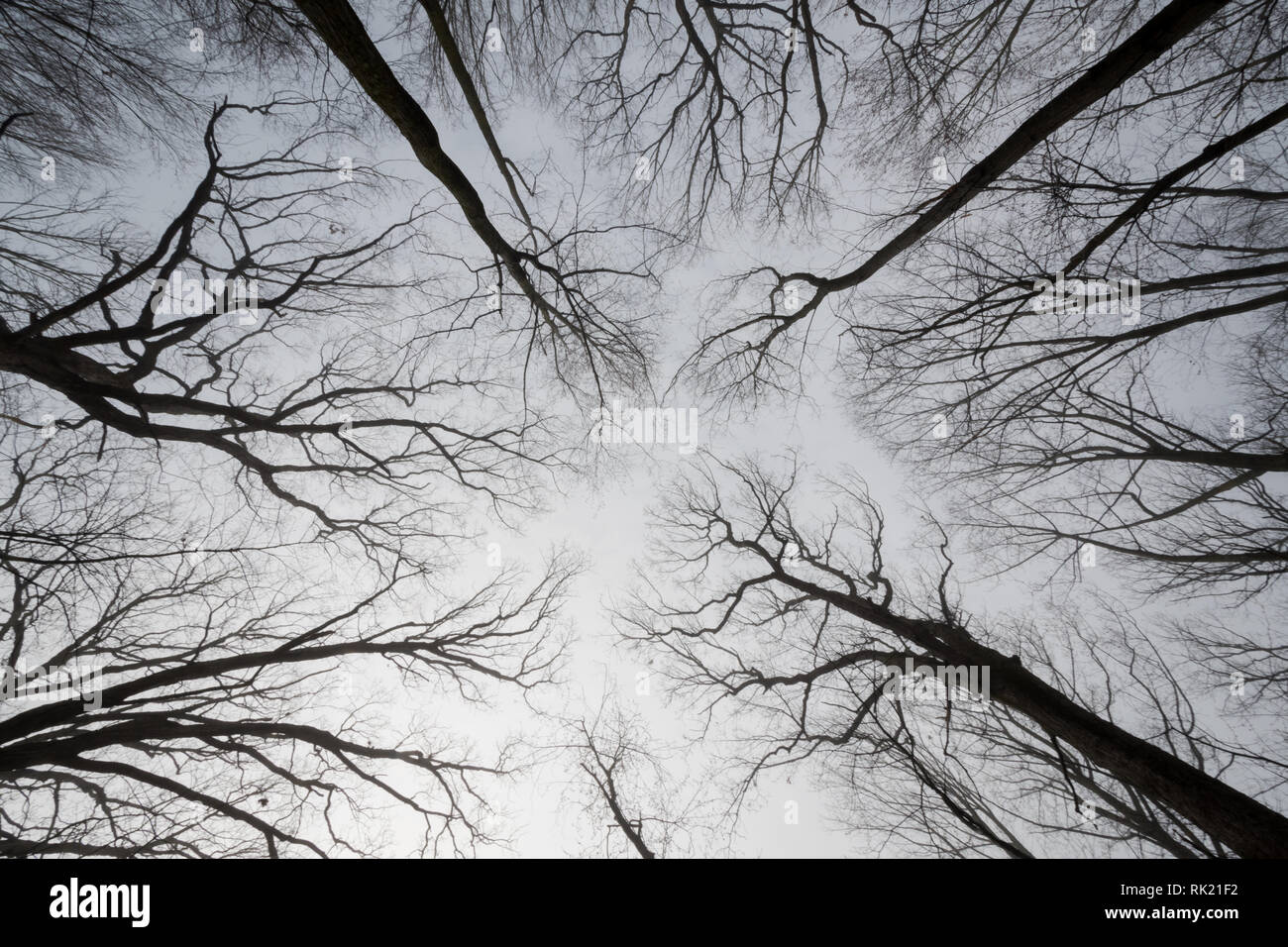 Tall scary trees hi-res stock photography and images - Alamy