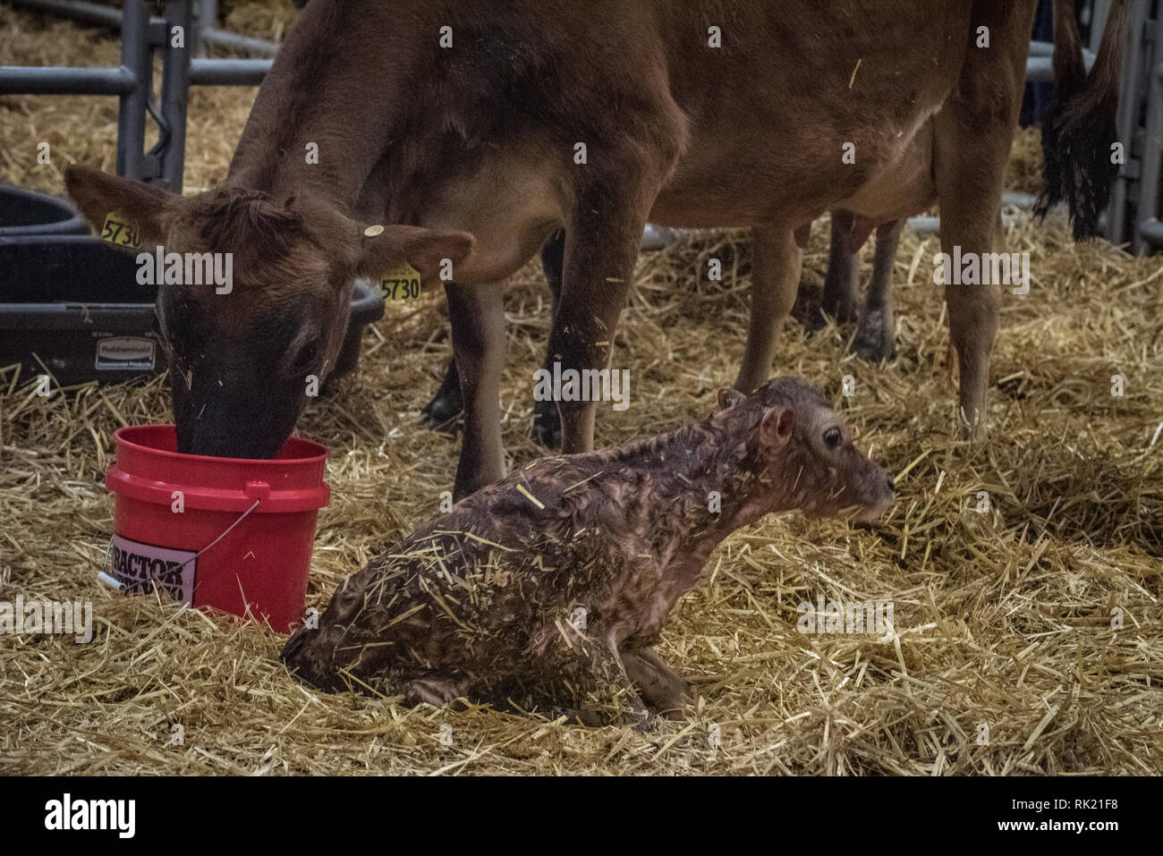 Pennsylvania farm show, Calving area featuring birth of newborn calf ...