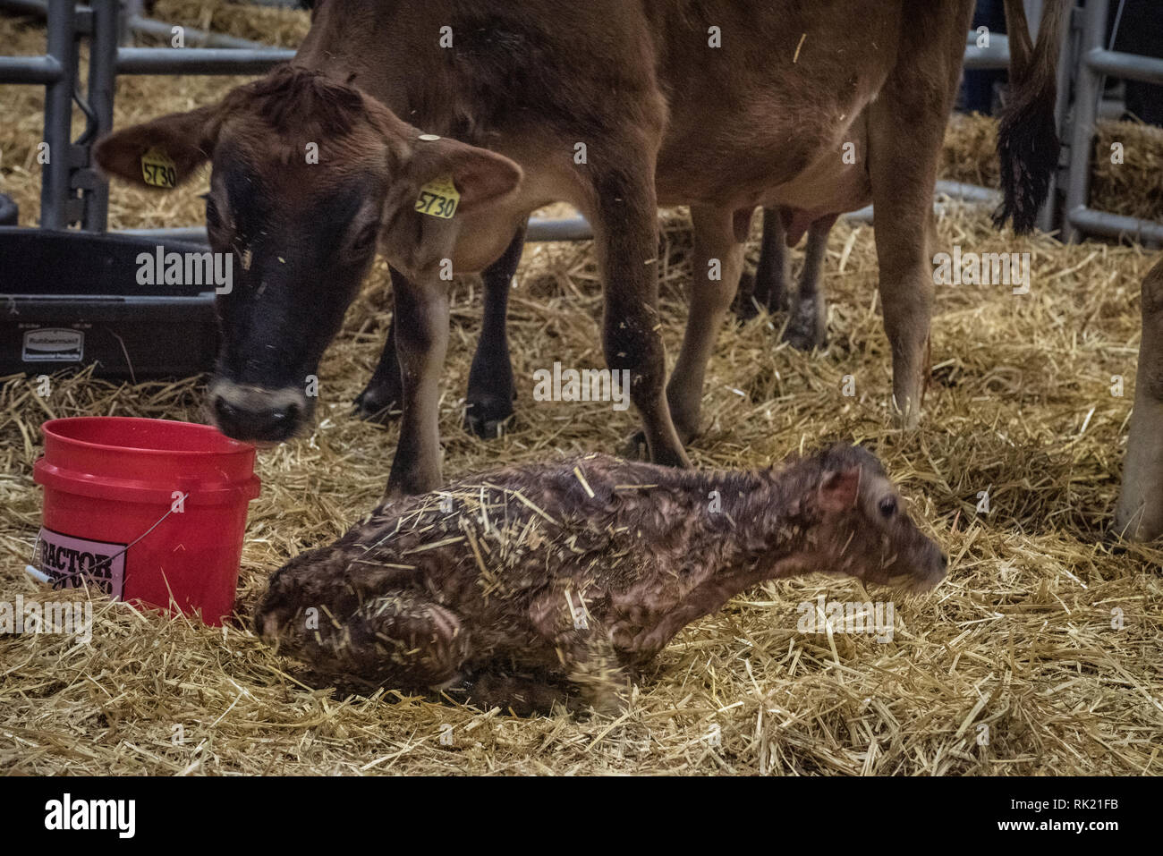 Pennsylvania farm show, Calving area featuring birth of newborn calf ...