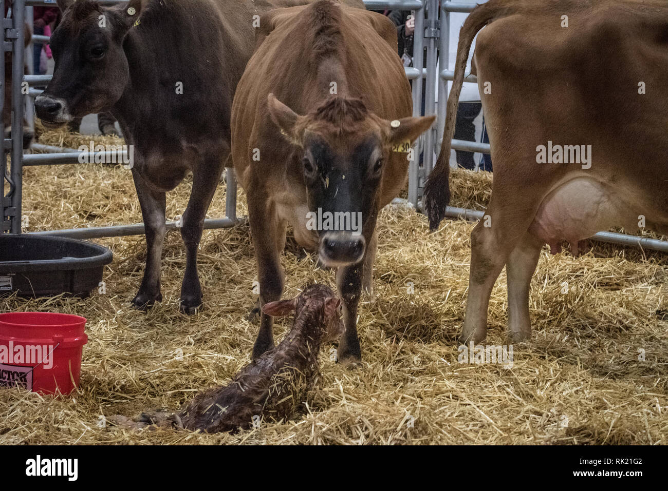 Pennsylvania farm show, Calving area featuring birth of newborn calf ...