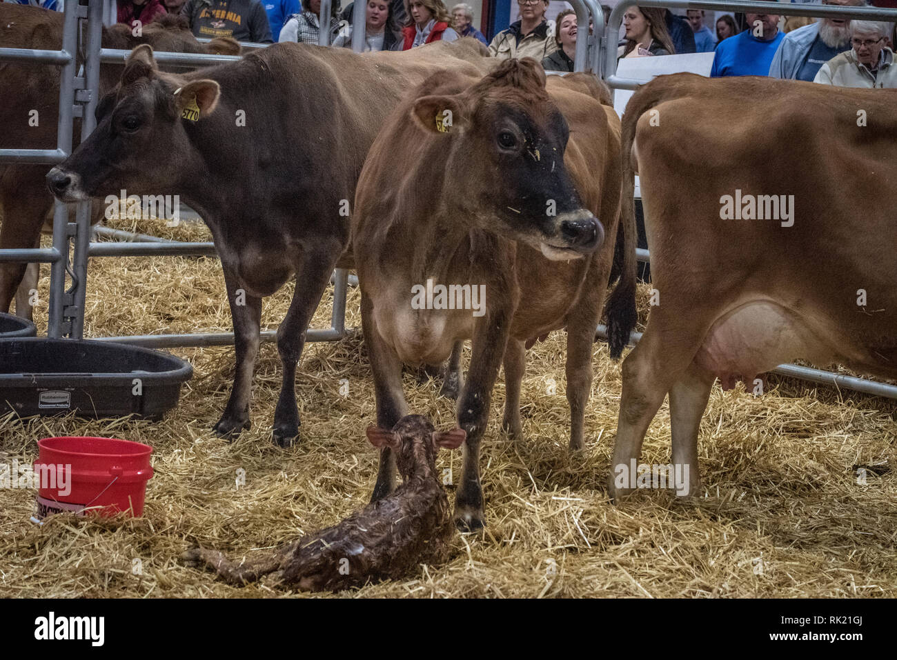 Pennsylvania farm show, Calving area featuring birth of newborn calf ...