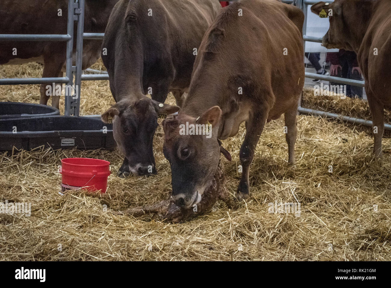 Pennsylvania farm show, Calving area featuring birth of newborn calf ...