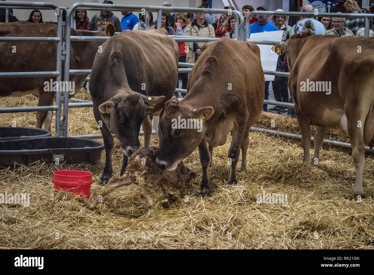 Pennsylvania farm show, Calving area featuring birth of newborn calf ...