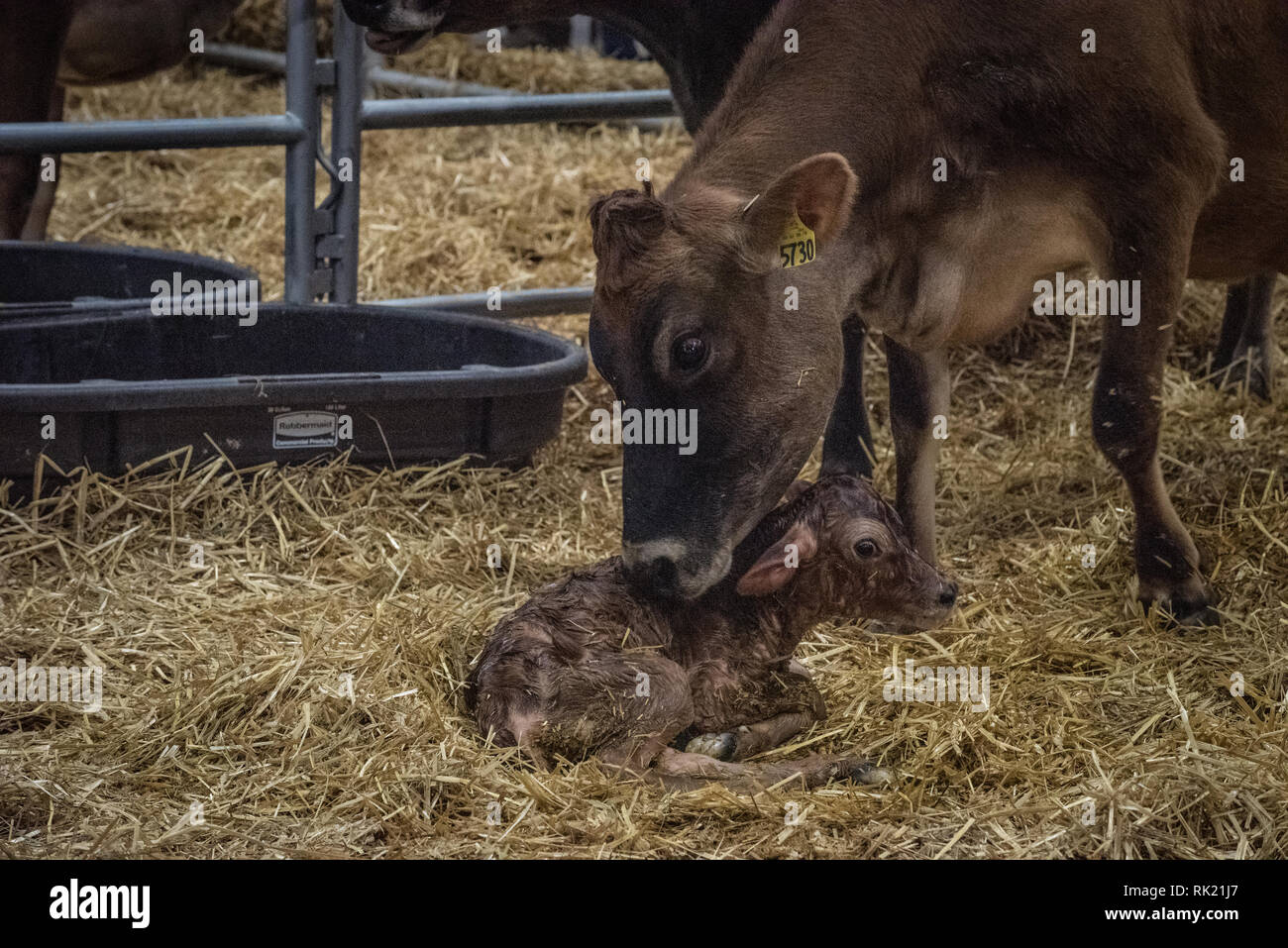 Pennsylvania farm show, Calving area featuring birth of newborn calf ...