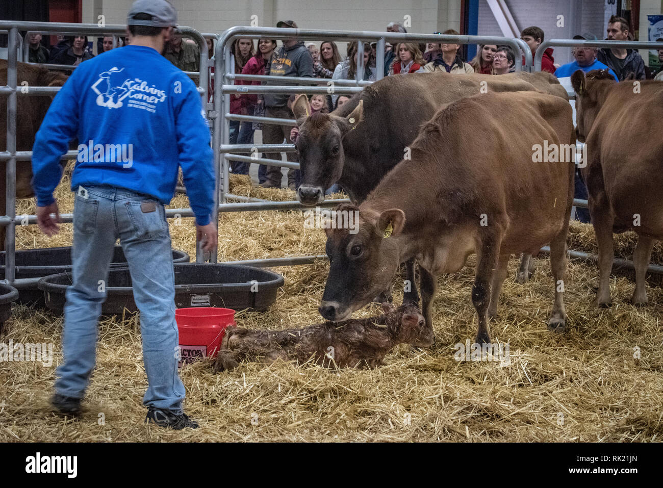 Pennsylvania farm show, Calving area featuring birth of newborn calf ...