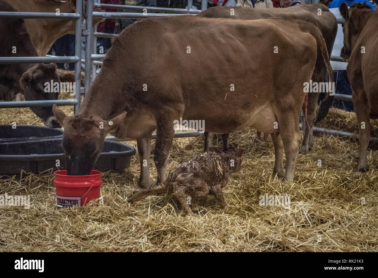 Pennsylvania farm show, Calving area featuring birth of newborn calf ...