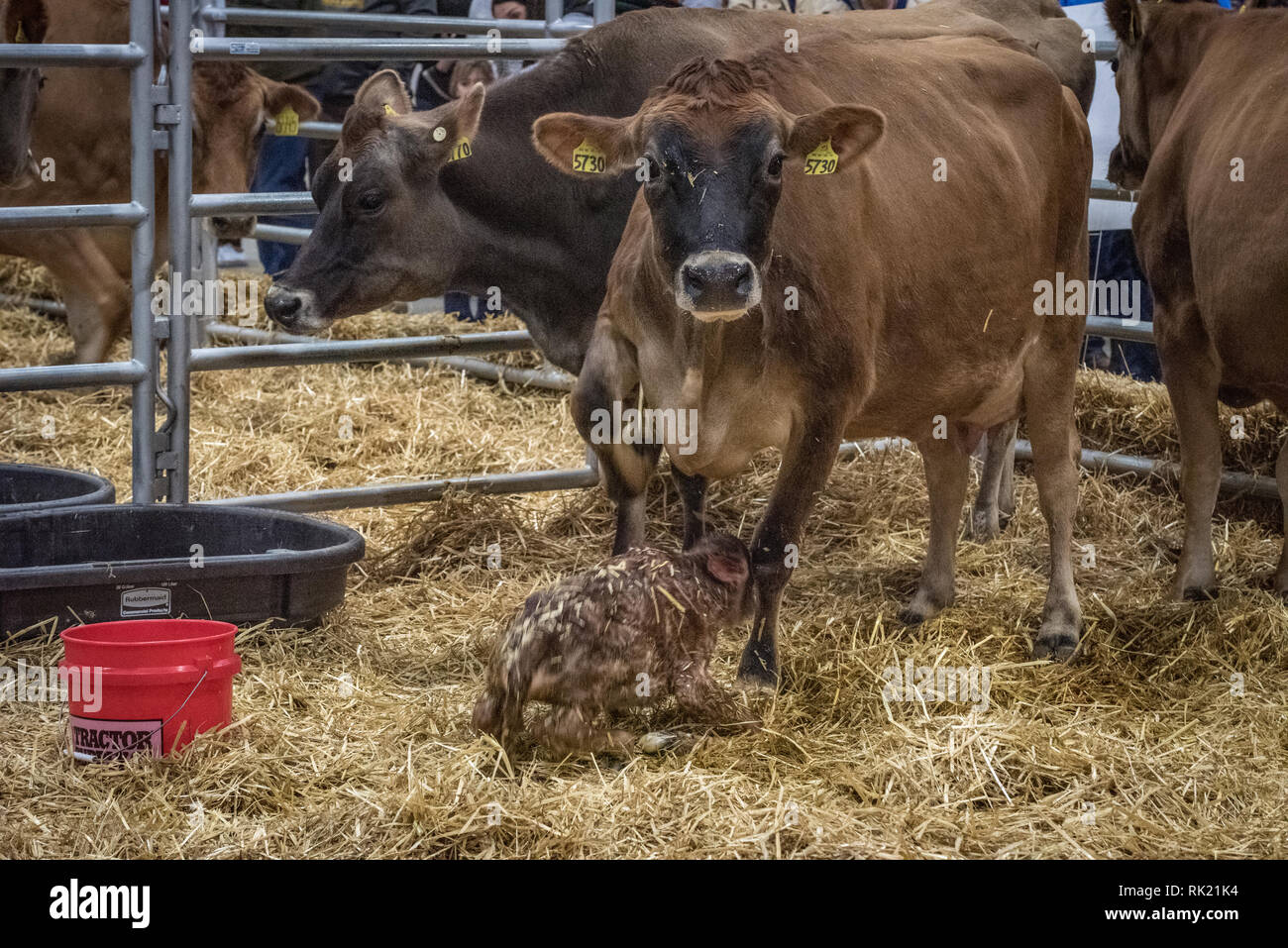 Pennsylvania farm show, Calving area featuring birth of newborn calf ...