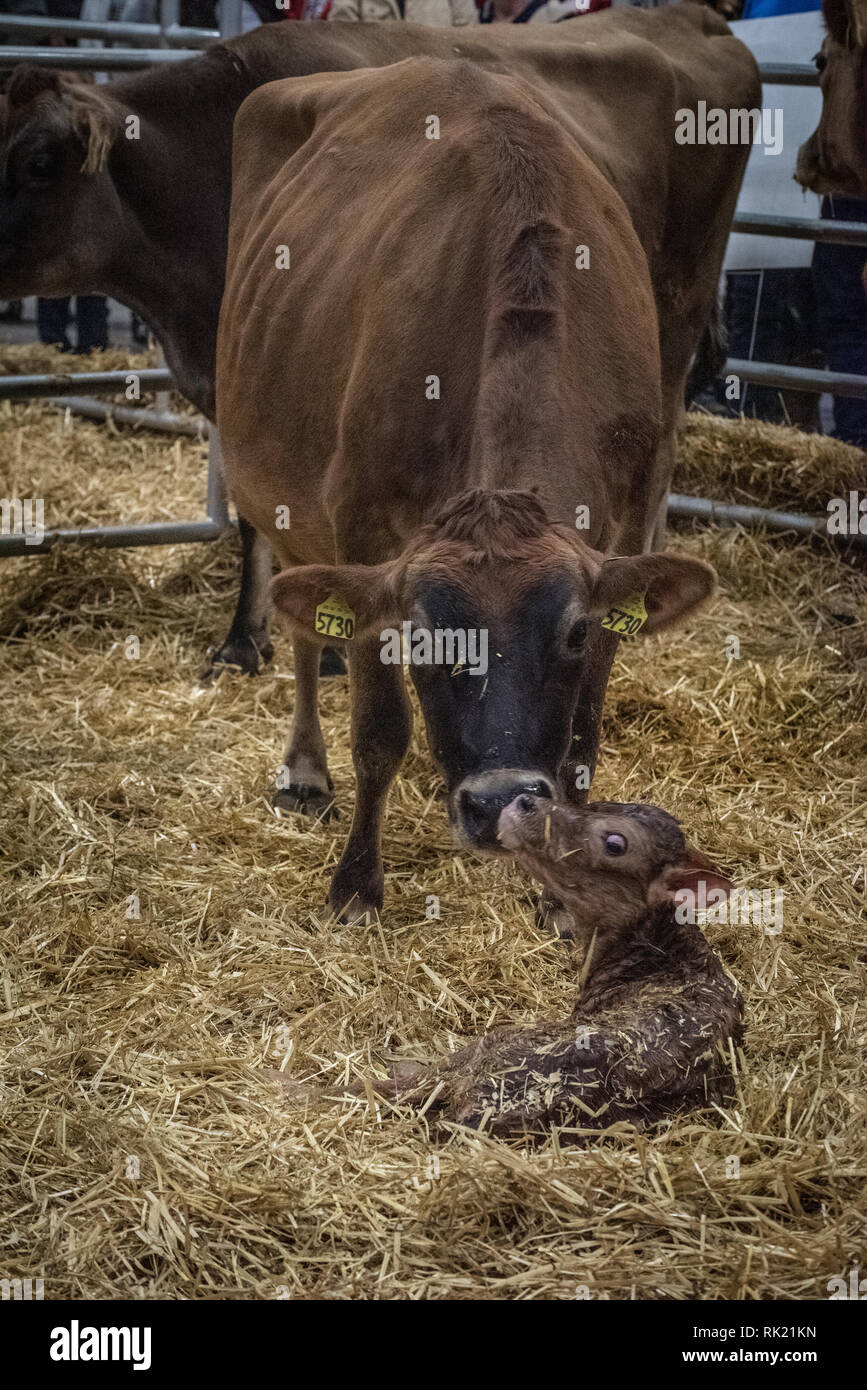 Pennsylvania farm show, Calving area featuring birth of newborn calf ...