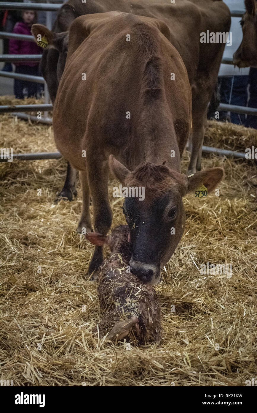 Pennsylvania farm show, Calving area featuring birth of newborn calf ...