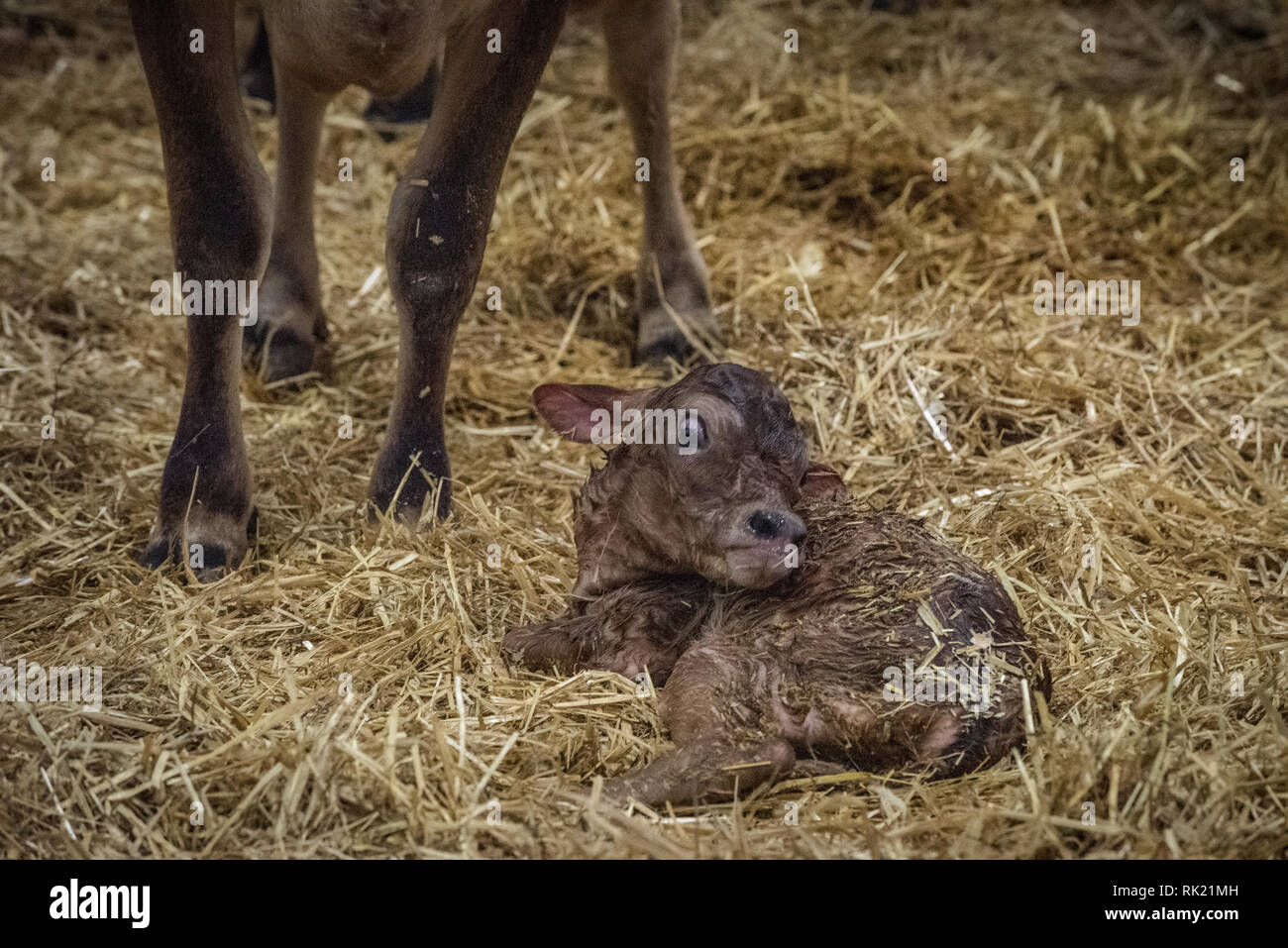 Pennsylvania farm show, Calving area featuring birth of newborn calf ...