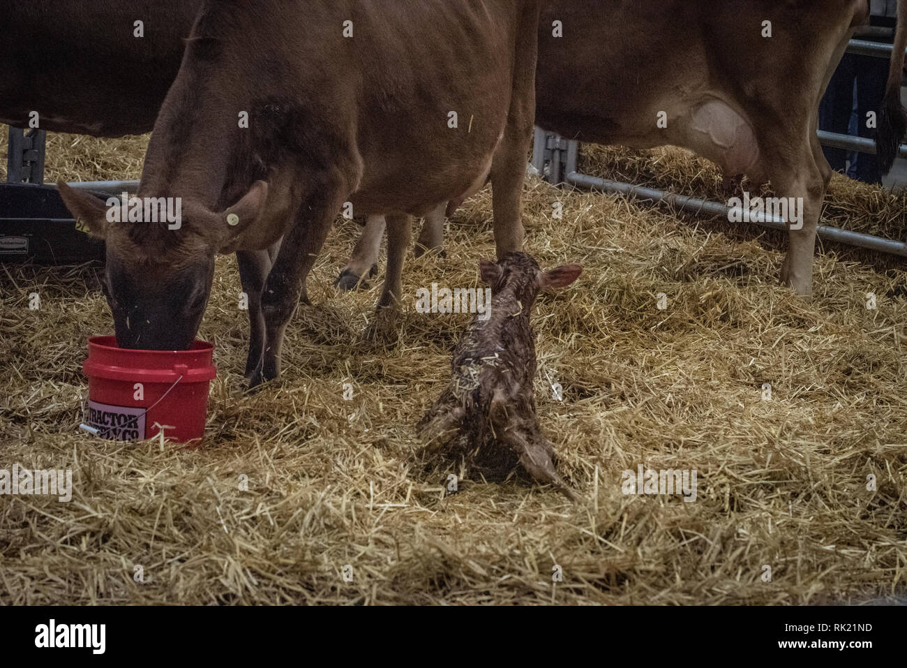 Pennsylvania farm show, Calving area featuring birth of newborn calf ...