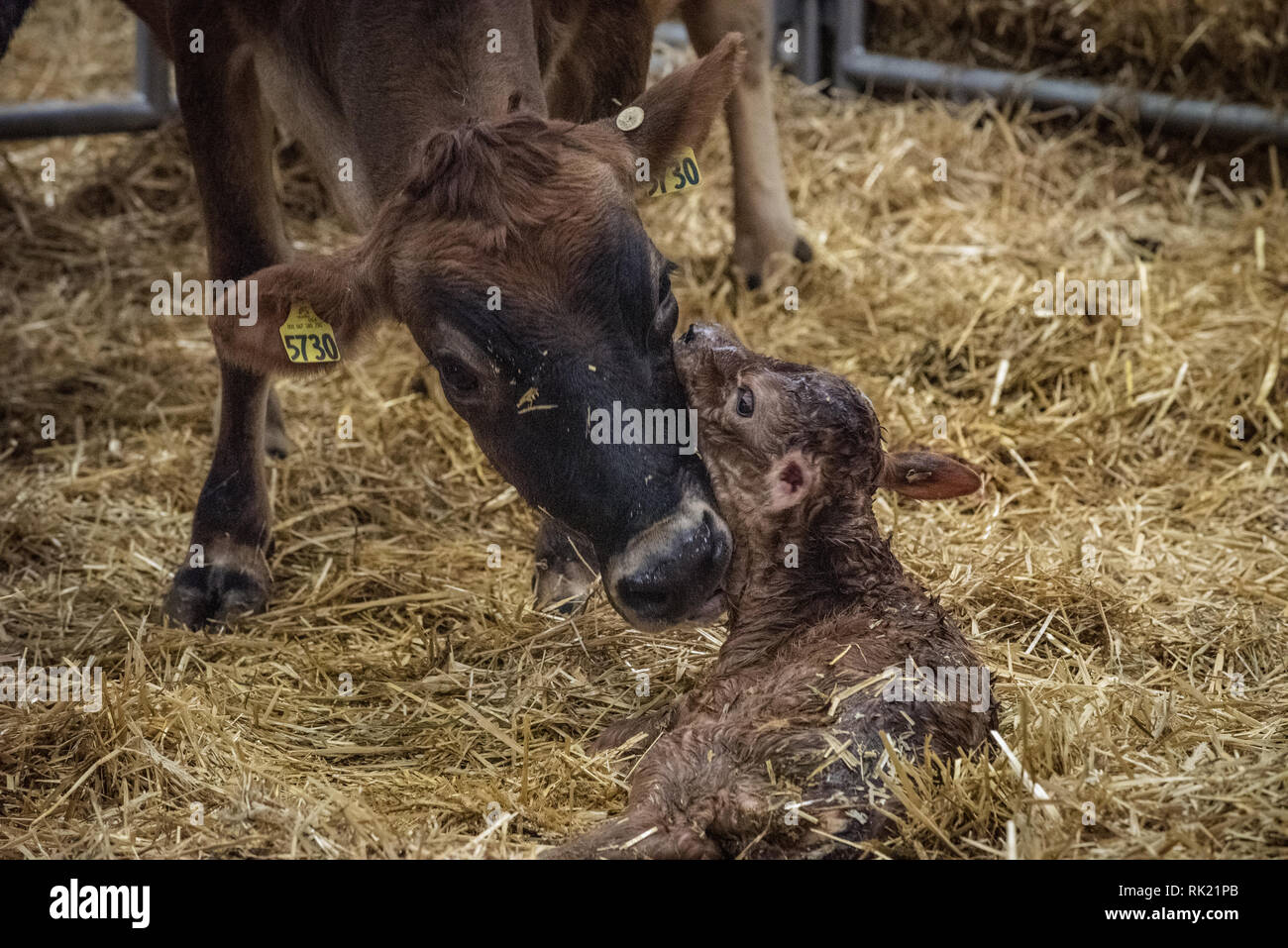 Pennsylvania farm show, Calving area featuring birth of newborn calf ...