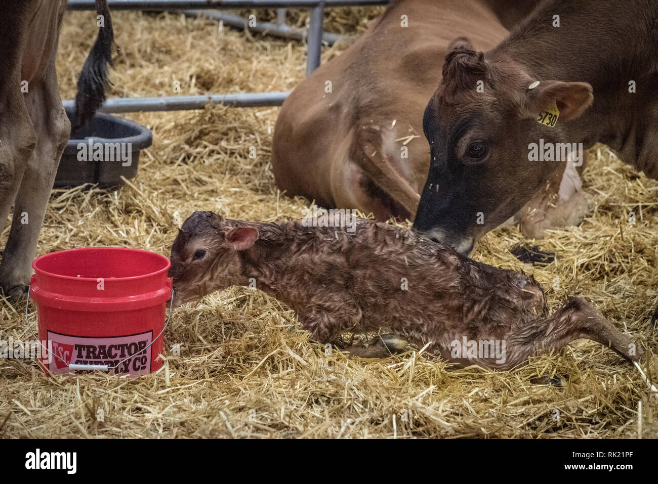 Pennsylvania farm show, Calving area featuring birth of newborn calf ...