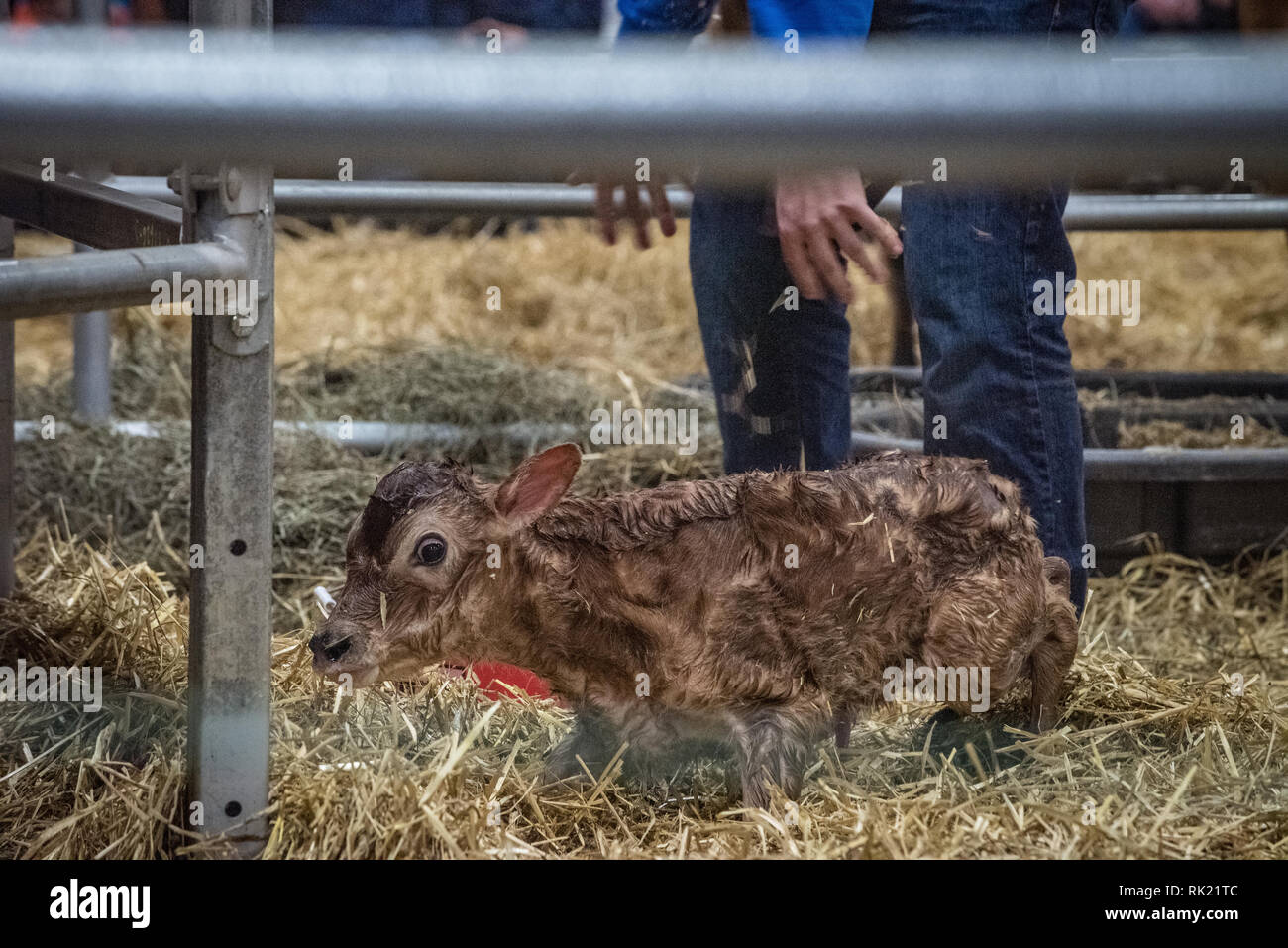 Pennsylvania farm show, Calving area featuring birth of newborn calf ...