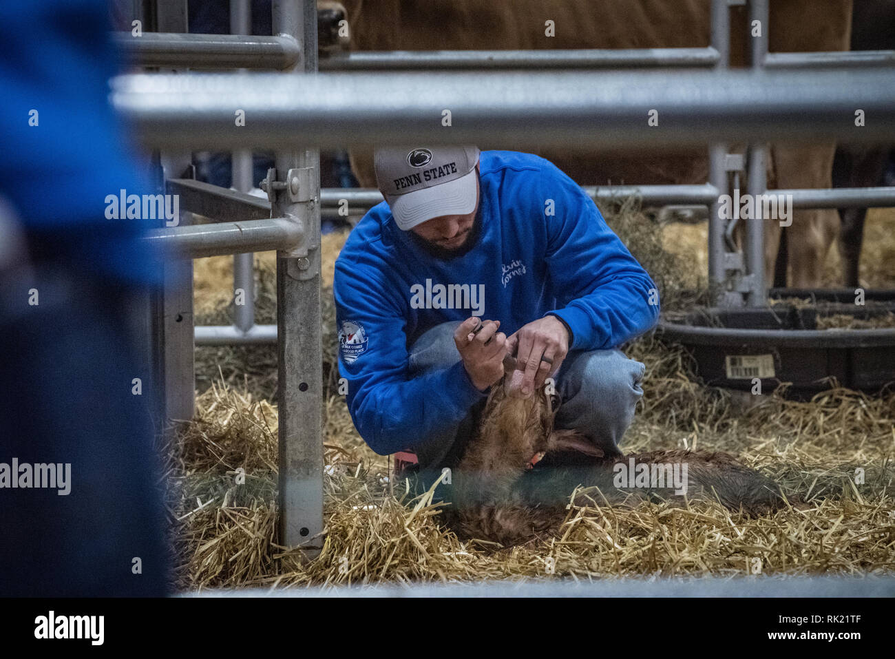 Pennsylvania farm show, Calving area featuring birth of newborn calf ...