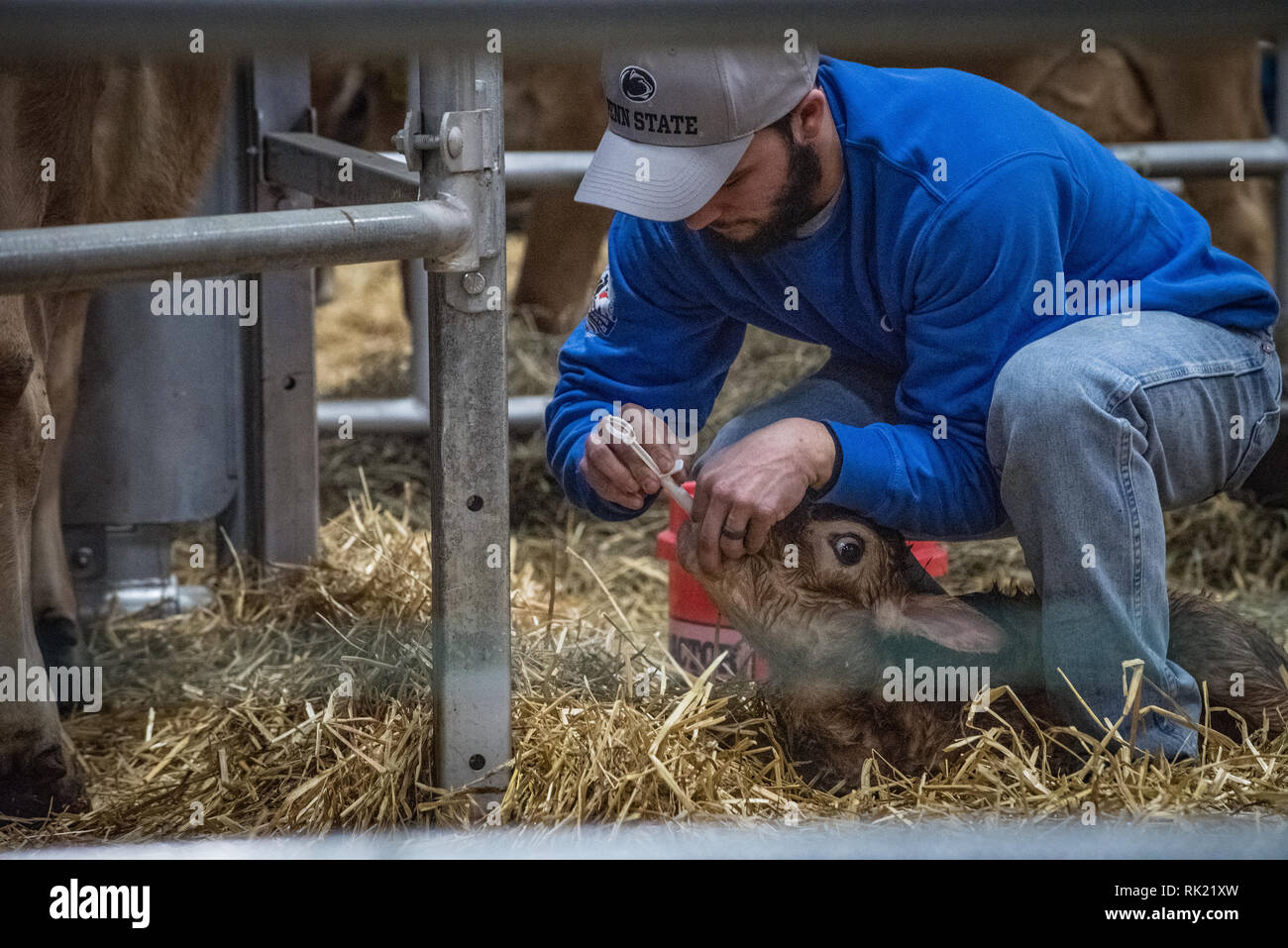 Pennsylvania farm show, Calving area featuring birth of newborn calf ...