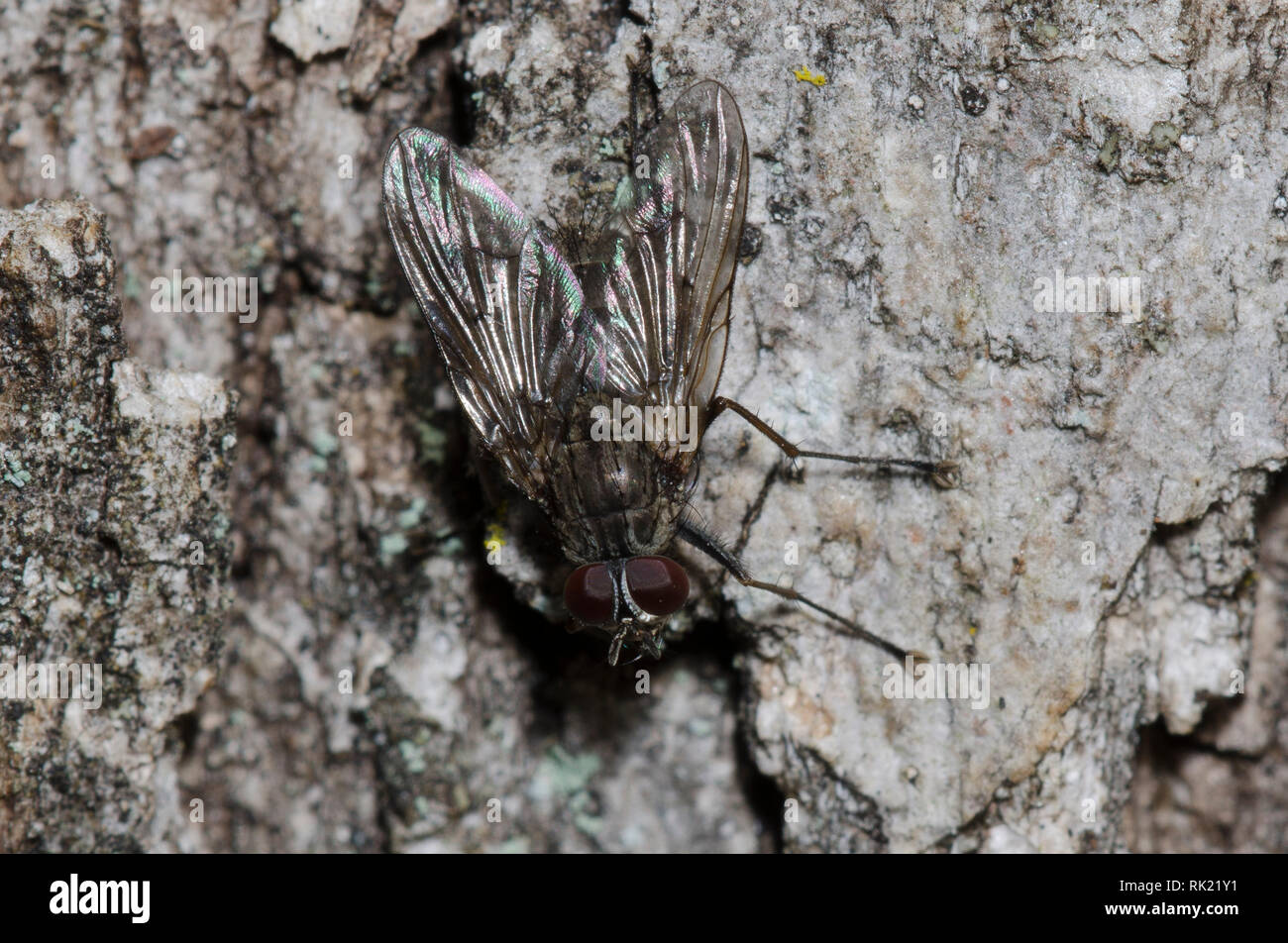 House Fly, Family Muscidae, male Stock Photo - Alamy
