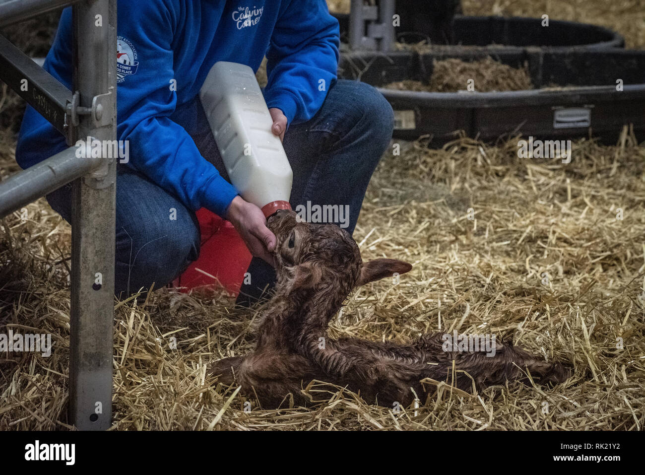 Pennsylvania farm show, Calving area featuring birth of newborn calf ...