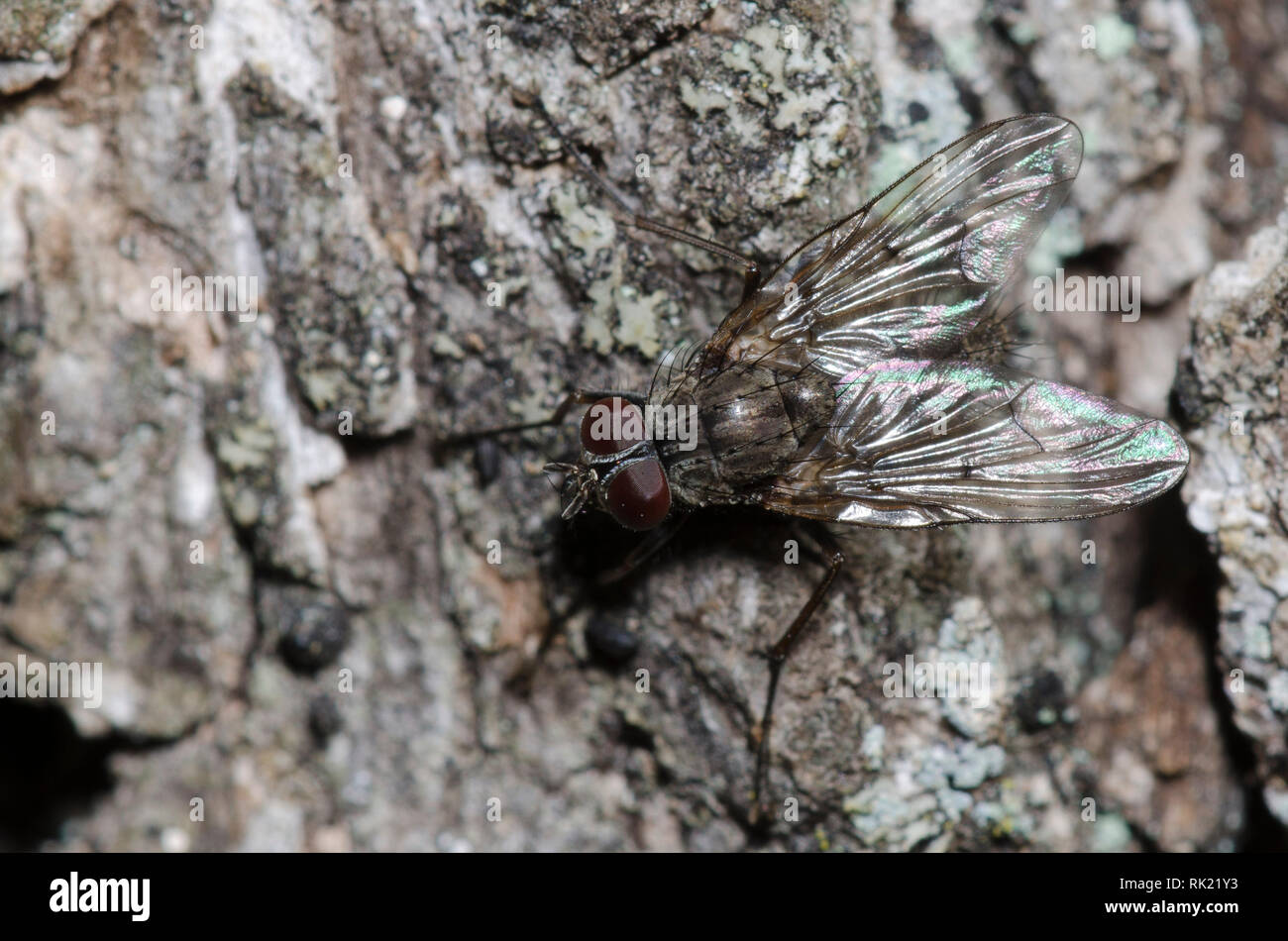 House Fly, Family Muscidae, male Stock Photo - Alamy