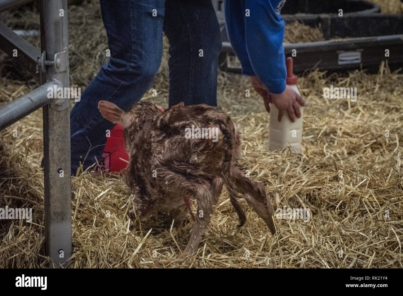 Pennsylvania farm show, Calving area featuring birth of newborn calf ...