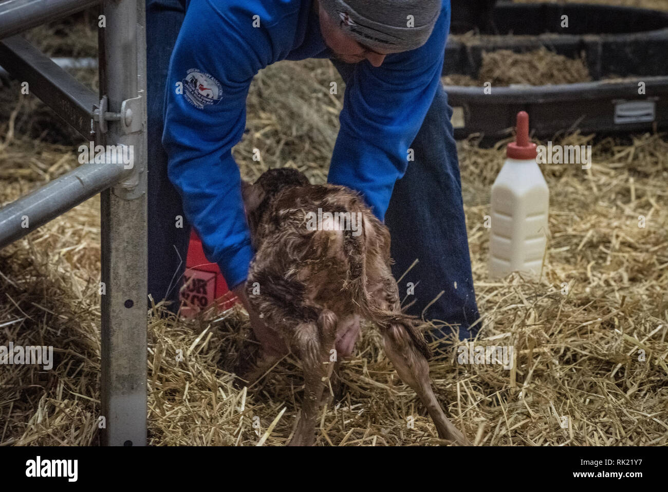 Pennsylvania farm show, Calving area featuring birth of newborn calf ...