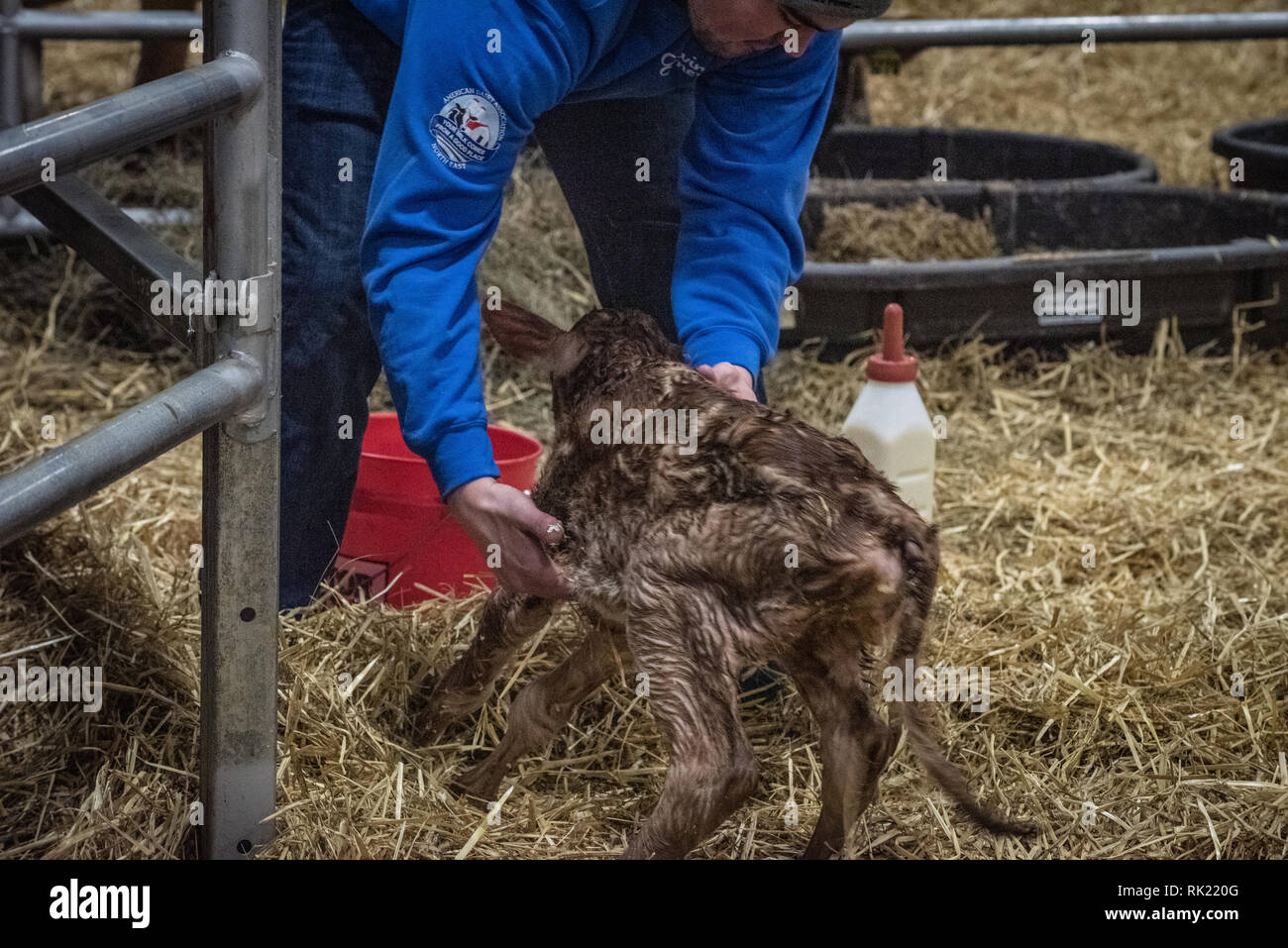 Pennsylvania farm show, Calving area featuring birth of newborn calf ...