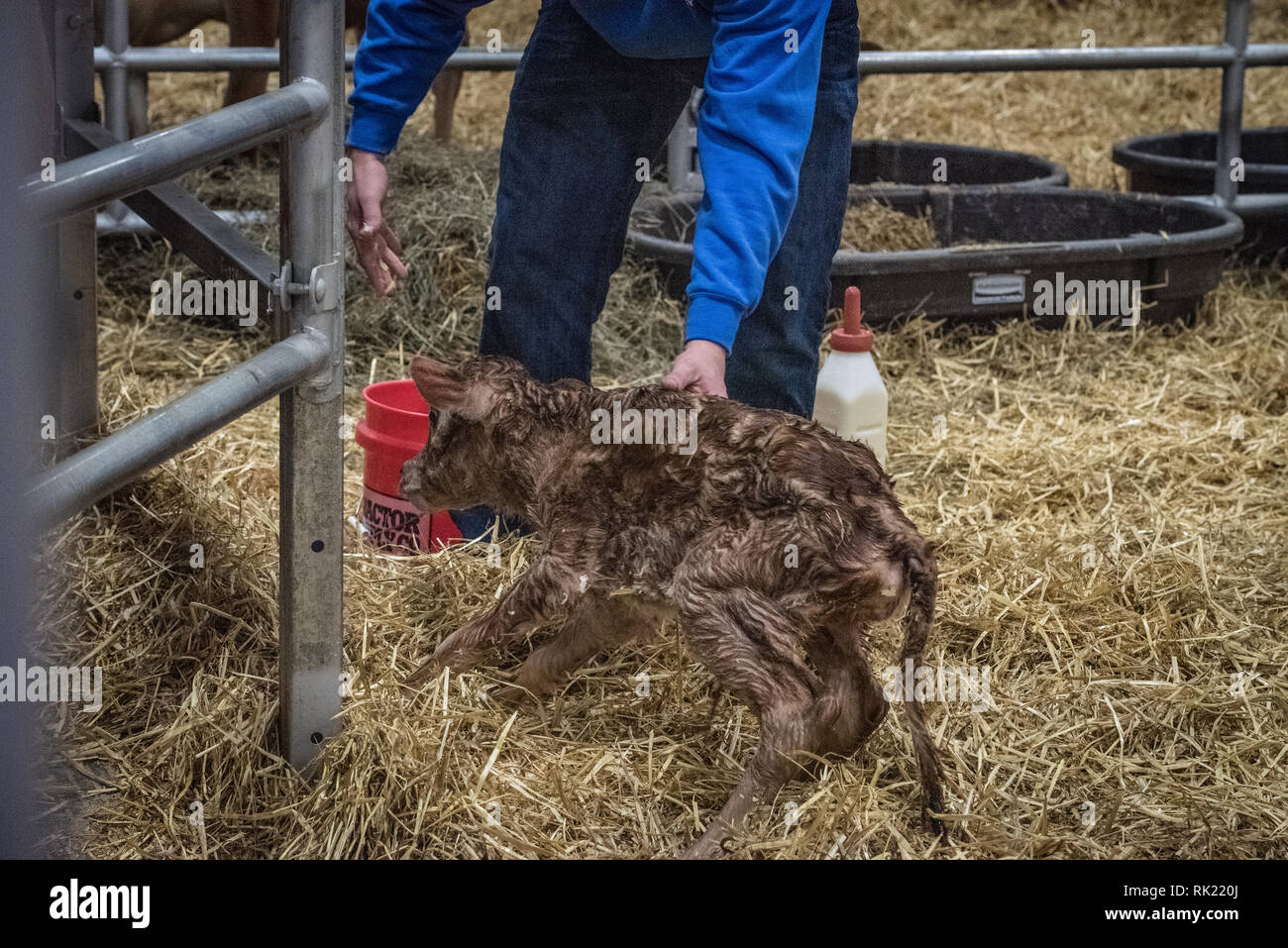 Pennsylvania farm show, Calving area featuring birth of newborn calf ...