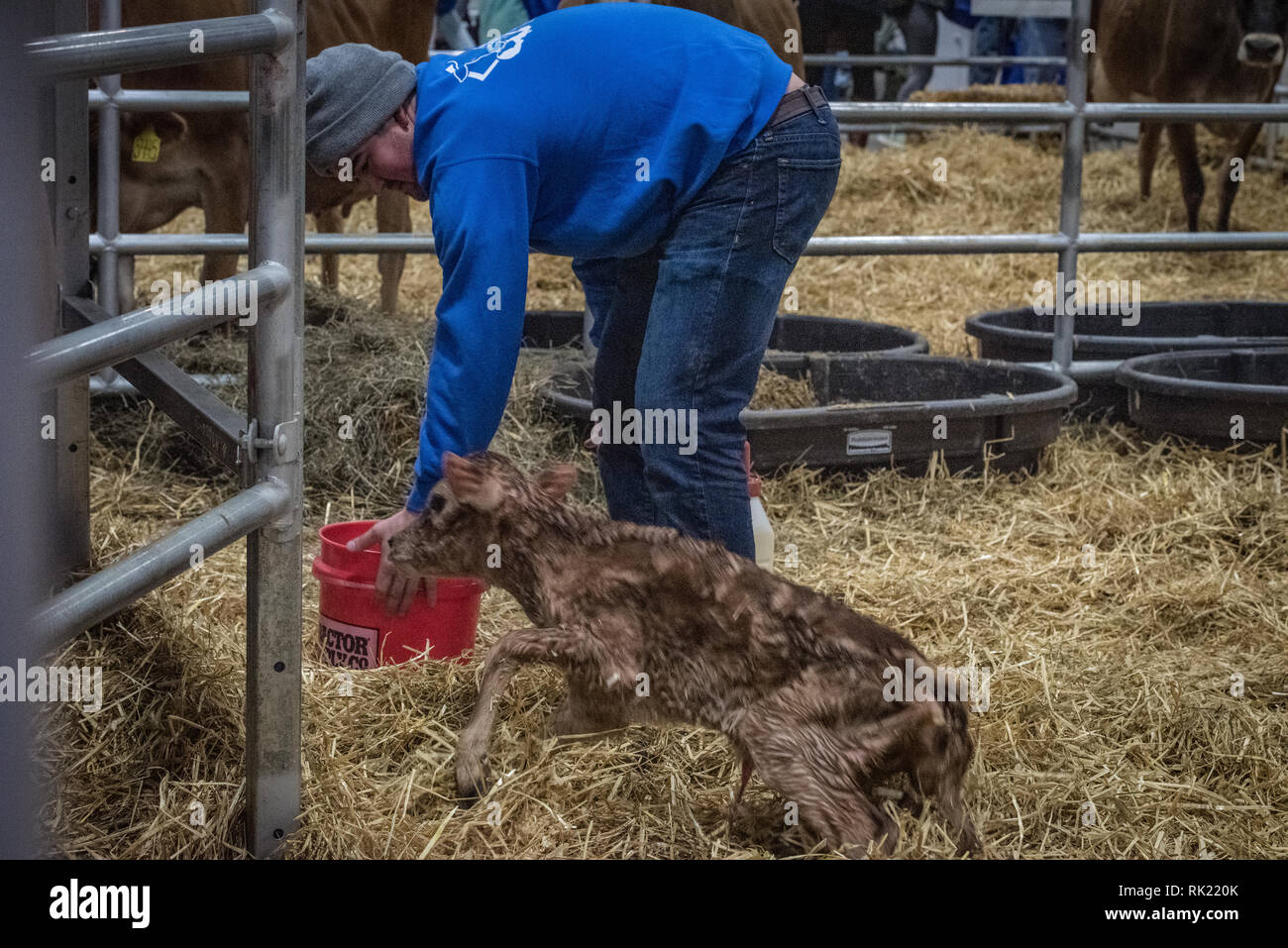 Pennsylvania farm show, Calving area featuring birth of newborn calf ...