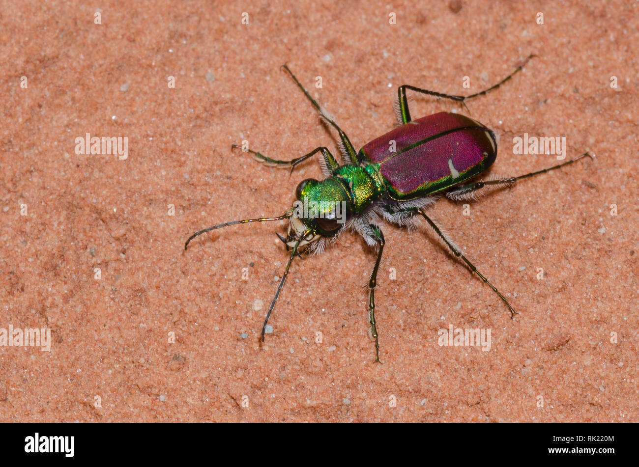 Splendid Tiger Beetle, Cicindela splendida Stock Photo - Alamy
