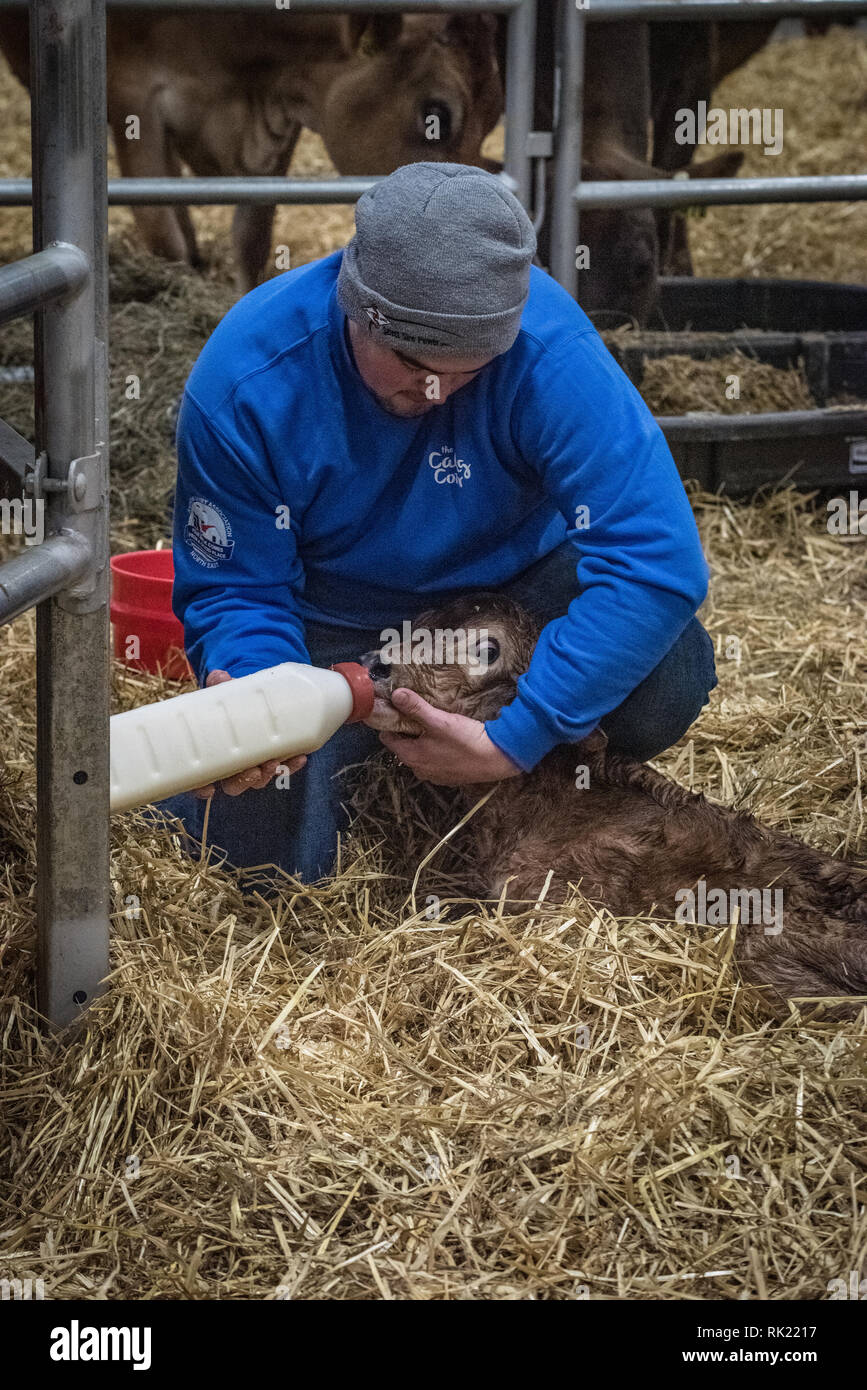Pennsylvania farm show, Calving area featuring birth of newborn calf ...