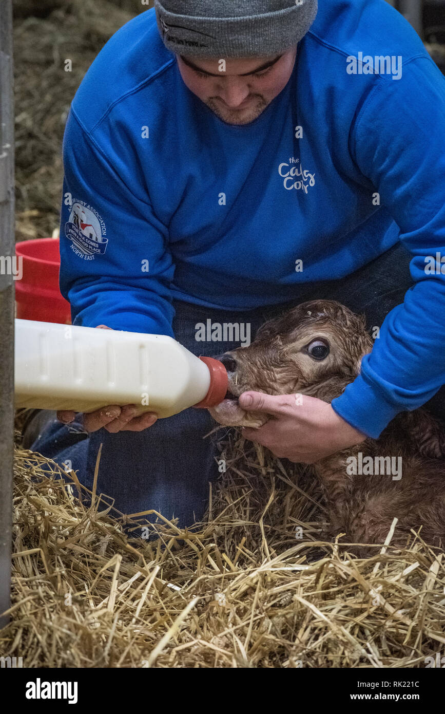 Pennsylvania farm show, Calving area featuring birth of newborn calf ...
