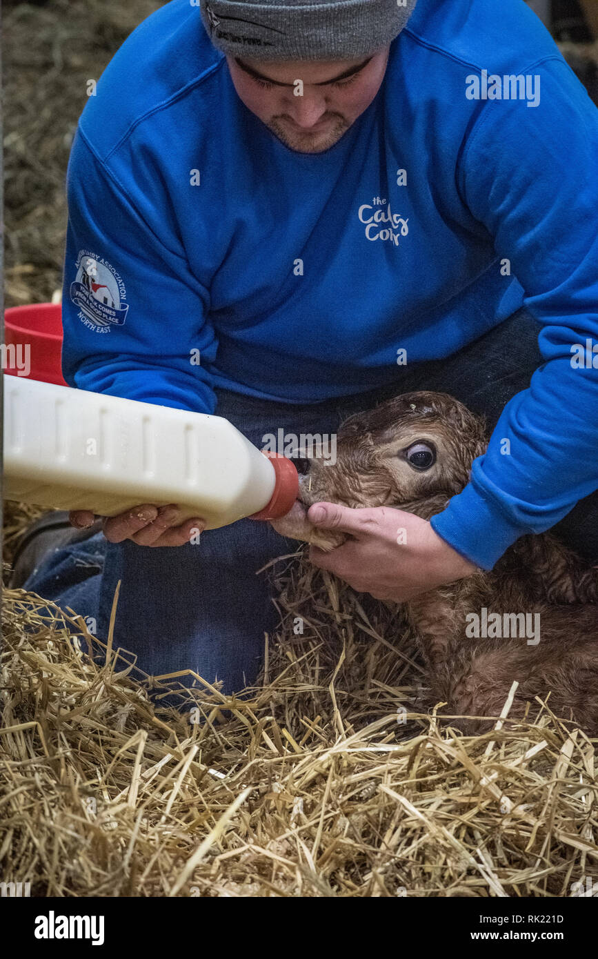 Pennsylvania farm show, Calving area featuring birth of newborn calf ...
