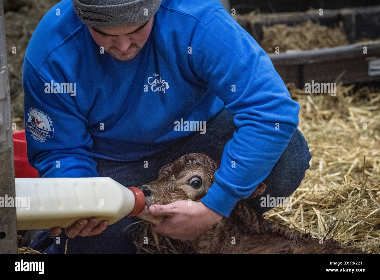 Pennsylvania farm show, Calving area featuring birth of newborn calf ...