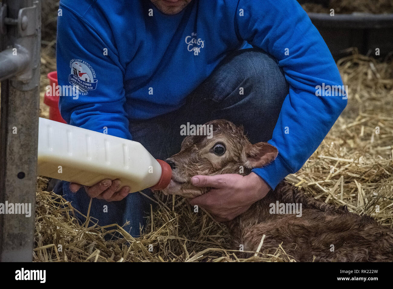 Pennsylvania farm show, Calving area featuring birth of newborn calf ...