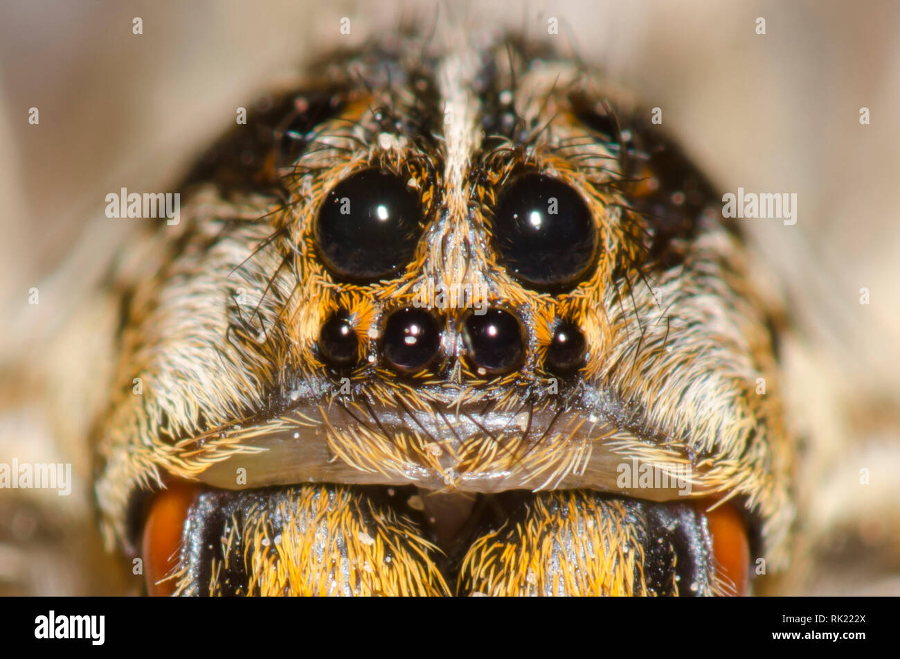 Wolf Spider, Hogna baltimoriana Stock Photo - Alamy