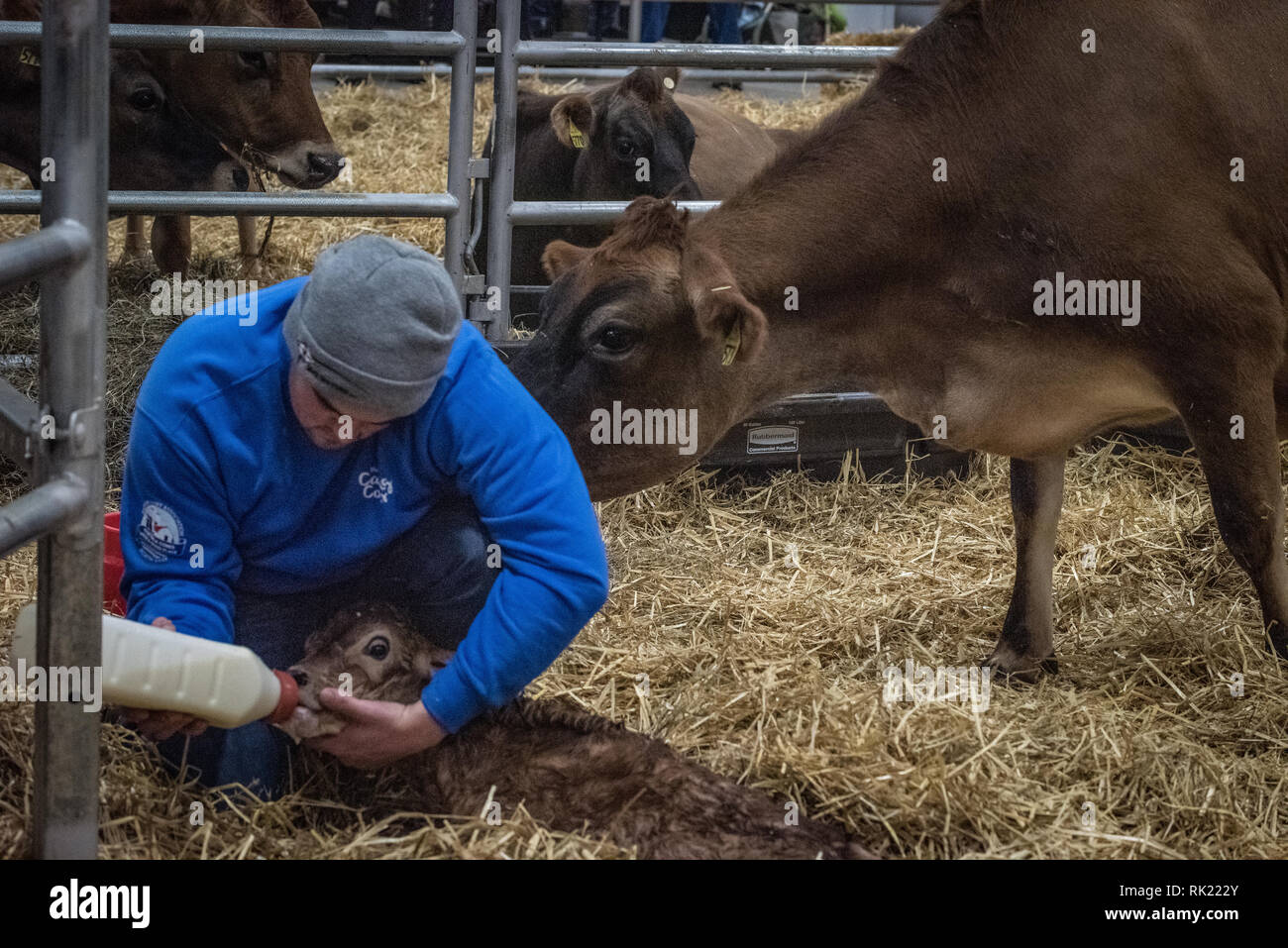 Pennsylvania farm show, Calving area featuring birth of newborn calf ...