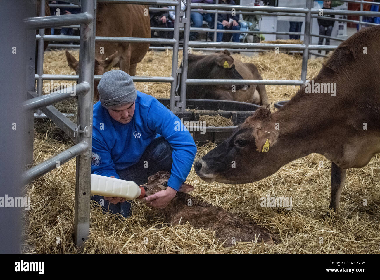 Pennsylvania farm show, Calving area featuring birth of newborn calf ...