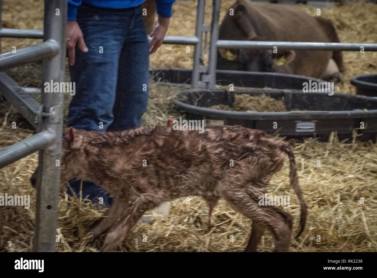 Pennsylvania farm show, Calving area featuring birth of newborn calf ...
