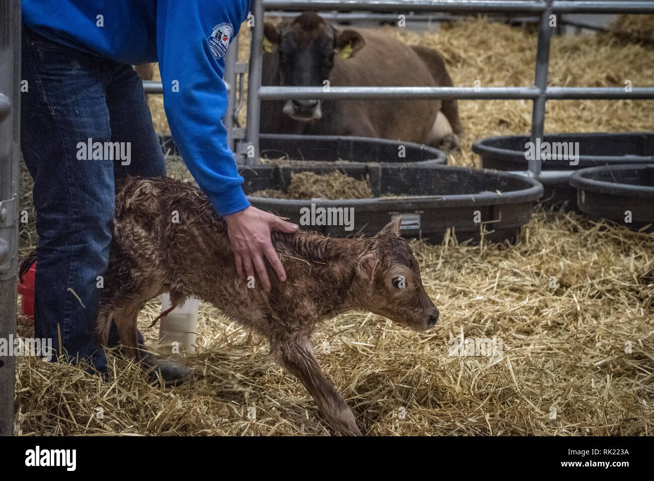 Pennsylvania farm show, Calving area featuring birth of newborn calf ...