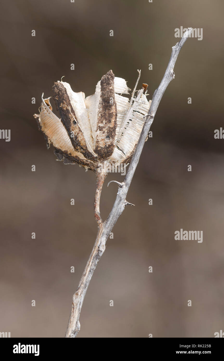Arkansas Yucca, Yucca arkansana, dried fruit capsule Stock Photo - Alamy