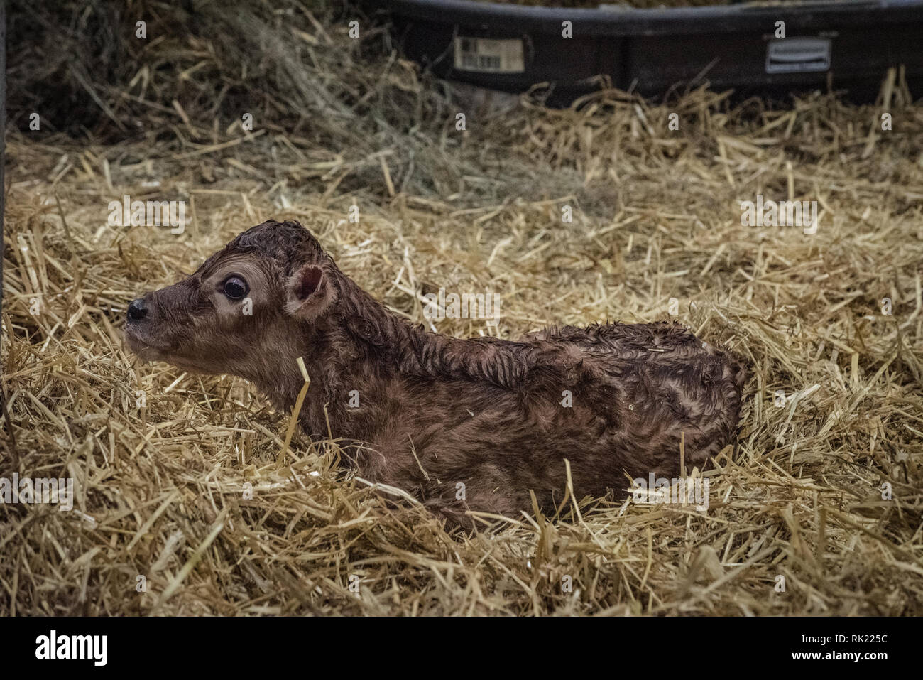 Pennsylvania farm show, Calving area featuring birth of newborn calf ...